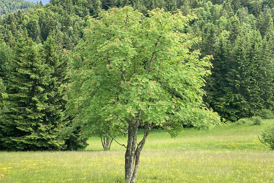 L’HOMME QUI PLANTAIT DES ARBRES – Bonlieu Scène nationale – Annecy